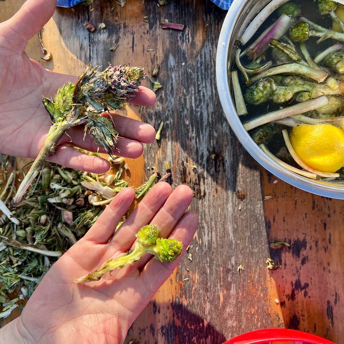 participate and visit | Spore Initiative